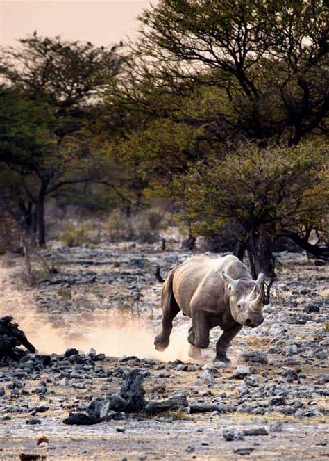 How Fast Can A Rhino Run All 5 Species Speeds Reasons Storyteller Travel