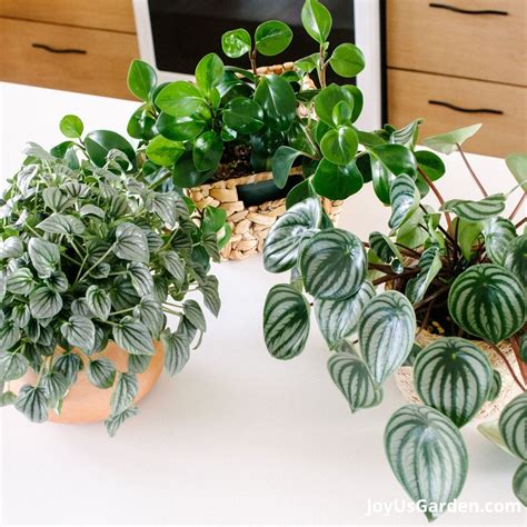 Peperomia Hope A Complete Plant Care And Growing Guide