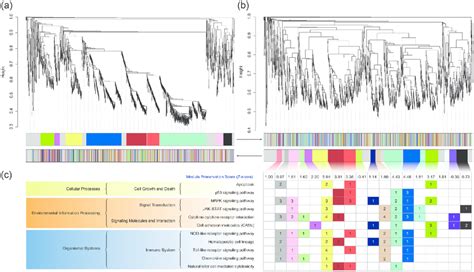 Dendrogram Of The Weighted Gene Co Expression Network The Network Download Scientific Diagram