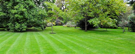 What Are The Most Common Types Of Grass 10 Most Common Types