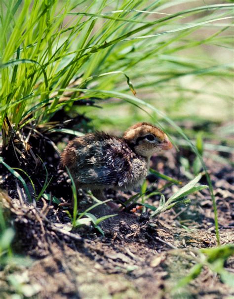 Bobwhite Quail Chicks