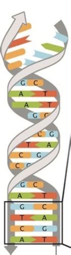 Bio Ch DNA Structure And Function Flashcards Quizlet