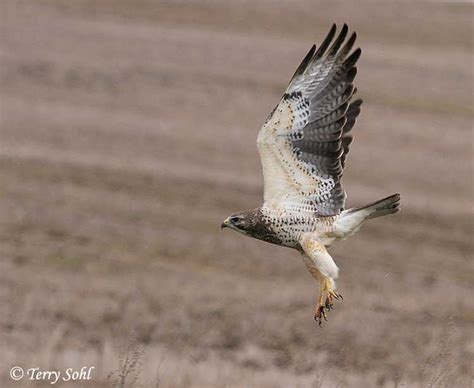 Swainsons Hawk South Dakota Birds