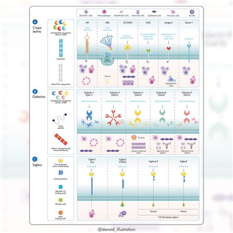 Lectins And Sugars Behance