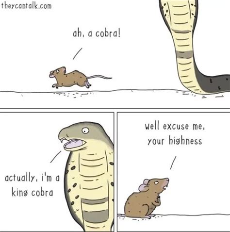 King Cobra Memes No Feminism Among Sankes I Guess Rmemes