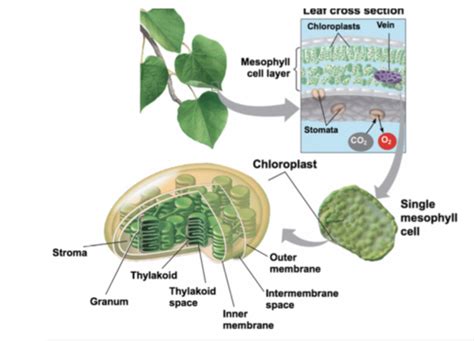 Bio 101 Chapter 7 Photosynthesis Flashcards Quizlet