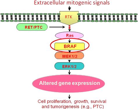 Figure 1 From Clinical Aspects Of Braf Mutation In Thyroid Cancer