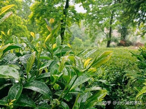 你觉得什么样的茶是好茶？ 知乎