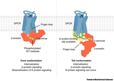 Beneath The Surface Endosomal Gpcr Signaling Trends In Biochemical