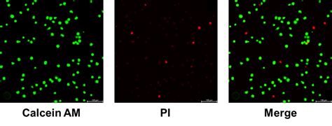 美国apexbio中文官网 Live Dead Cell Staining Kit I Calcein Am Pi