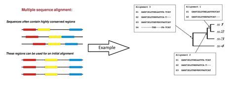 A Novel Population Based Optimization For Multiple Sequence Alignment