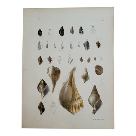1800s Hand Colored Shell Lithograph Coastal New York Chairish