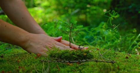 Hands Planting A Small Evergreen Tree In Forest Nature Stock Footage