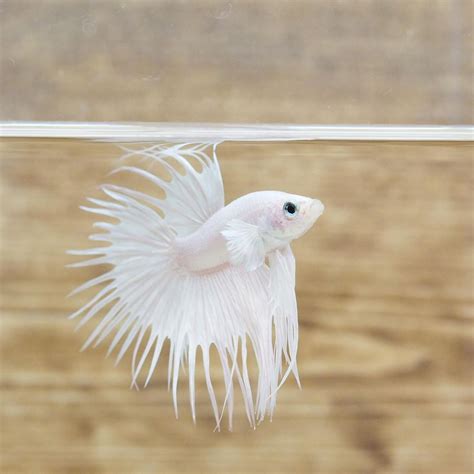 The Most Cute Live Male Pure White Platinum Crowntail Betta Siamese