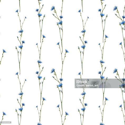 야생화 꽃이 있는 들판 식물 수레국화 또는 파란색 치커리 수채화 손으로 그린 그림 0명에 대한 스톡 벡터 아트 및 기타 이미지 0명 개화기 꽃 나무 Istock