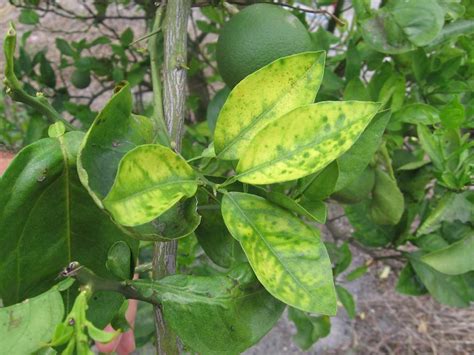 Citrus Greening Citrus Alert