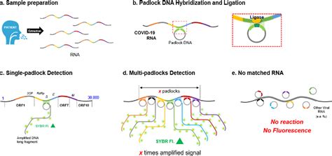 Figure 1 From A Novel Rolling Circle Amplification Based Detection Of Sars Cov 2 With Multi