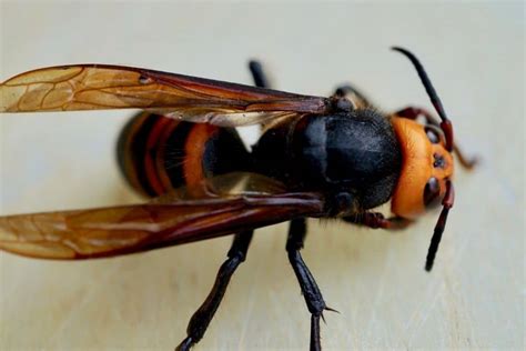 Northern Giant Hornet Invasive Species Council Of British Columbia