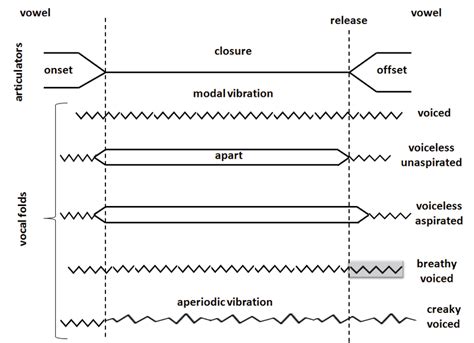 The Schematic Time Structure Of Individual Phases Of Stop Consonants In