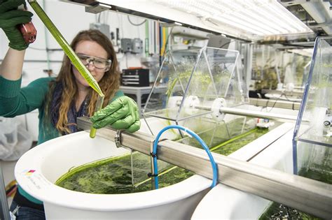 How To Make Algae Biofuel And Feedstock Less Expensive Popular Science
