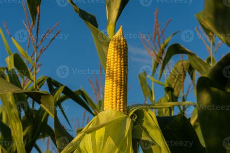 A Bright Yellow Corn Ear Stands Tall Among Lush Green Stalks Reaching