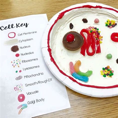 Cell Model Made Out Of Candy