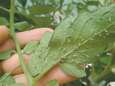 Кои са най важните вредители по доматите Български Фермер