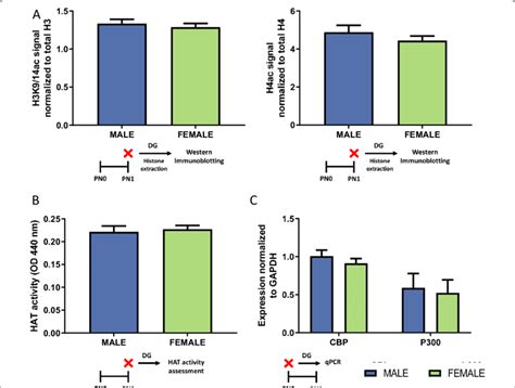 There Is No Sex Difference In Histone Acetylation Or Hat Activity Or