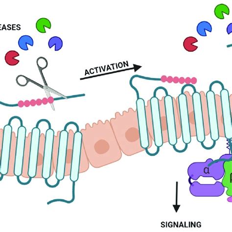 Tear Protease Identification By Activity Based Protein Probes Abps