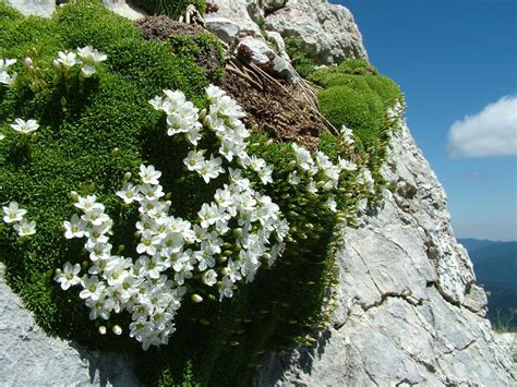 Minuartia Stellata Πανέμορφα αστεράκια στις ορθοπλαγιές του Βελουχιού