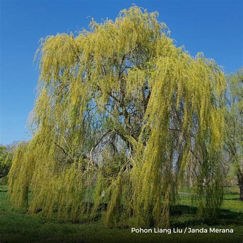 Jual Pohon Liang Liu Janda Merana Harga Terjangkau Untuk Proyek