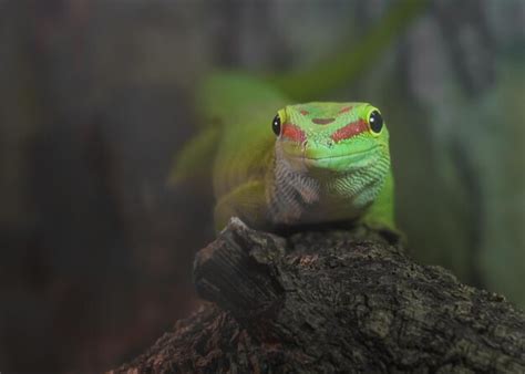 Phelsuma Madagascariensis Foto Premium