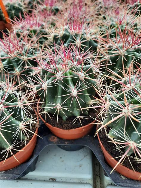 Ferocactus Wislizeni Cactuses Ferocactus Kaktusy Sukulenty I Inne Rośliny Candycacti