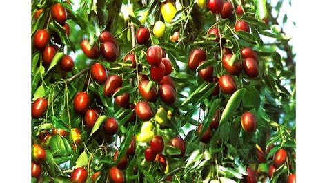 Отгледайте хинап уникално растение е Растениевъдство Български Фермер