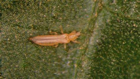 16 Mysterious Microscopic Bugs That Bite And Easy Solutions