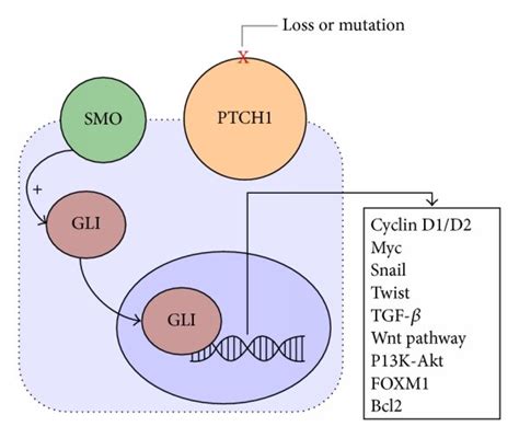 Oncogenic Signaling In Bcc Ligand Independent Ptch1 Loss Or Mutation