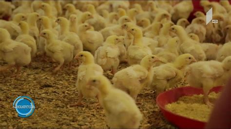 ნაშუადღევს ქალების ქისა Youtube