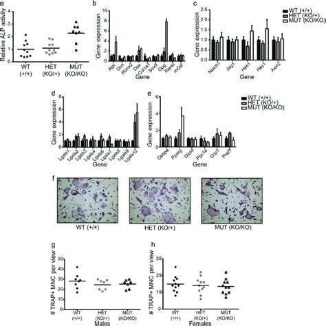 Increased Osteoblastogenesis And Normal Osteoclastogenesis Observed
