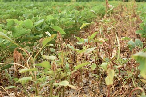 Take Actions 2025 Herbicide Classification Chart Now Available Getting Rid Of Weeds