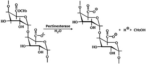 Pectic Enzyme In Cider Brewing Uses And Alternatives