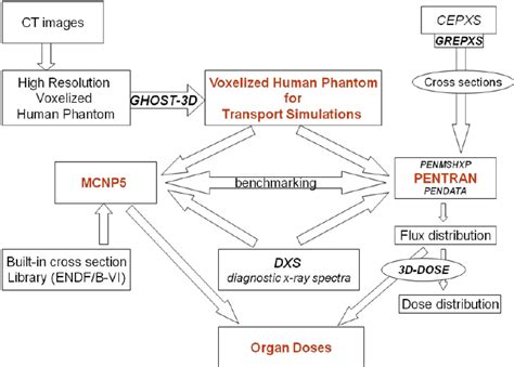 Simulation Methodology For Dose Distribution And Organ Dose Download Scientific Diagram