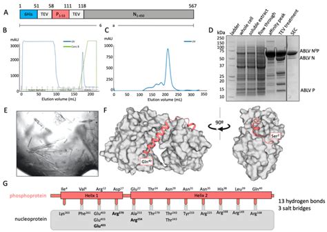 X Ray Crystal Structure Of Ablv Nucleoprotein Grey Bound To Its