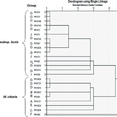 Dendrogram Showing Clustering And Relationships Of 24 Potential Download Scientific Diagram