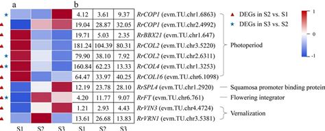 Expression Of Photoperiod And Vernalization Related Degs A The Download Scientific Diagram