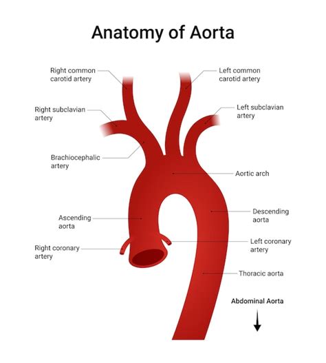 Anatomic Diagram Of The Aorta Premium Vector