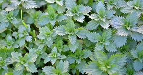 Cuáles Son Los Beneficios De Consumir Té De Ortiga Infobae