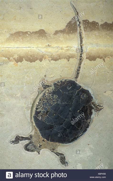 Turtle Fossil High Resolution Stock Photography And Images Alamy