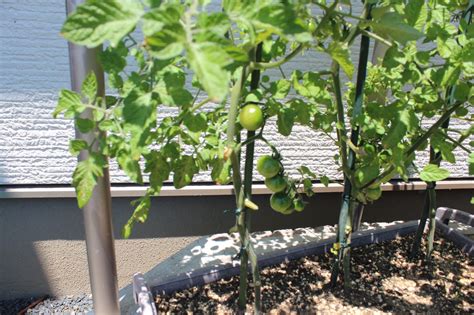 塙山の野菜たち 山水苑のブログ