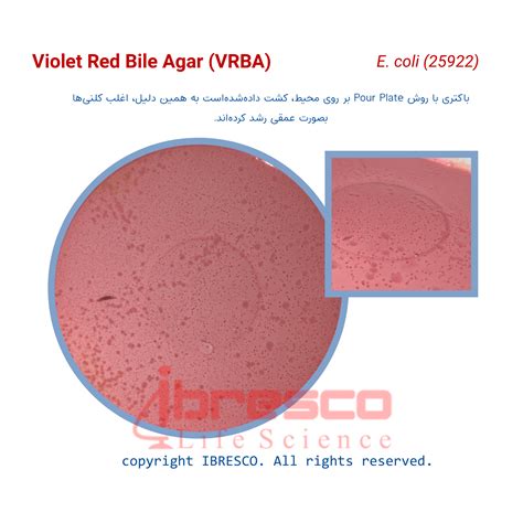 Violet Red Bile Agar Vrba ویولت رد بایل آگار Ibresco
