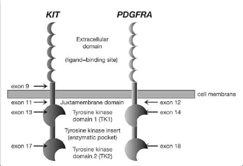 Schematic Diagram Showing The Structure Of The Kit And Pdgfra Receptors Download Scientific